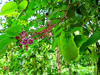 Star Fruits-Averrhoa carambola-Kamaranga | SL Flora