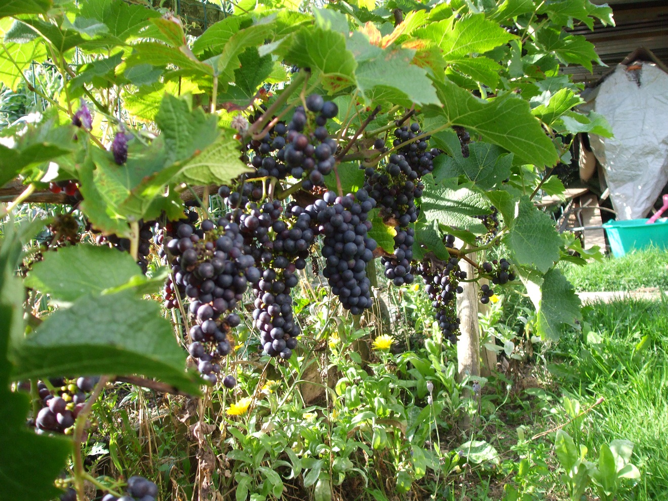 A small leek, little grapes and a pair of melons