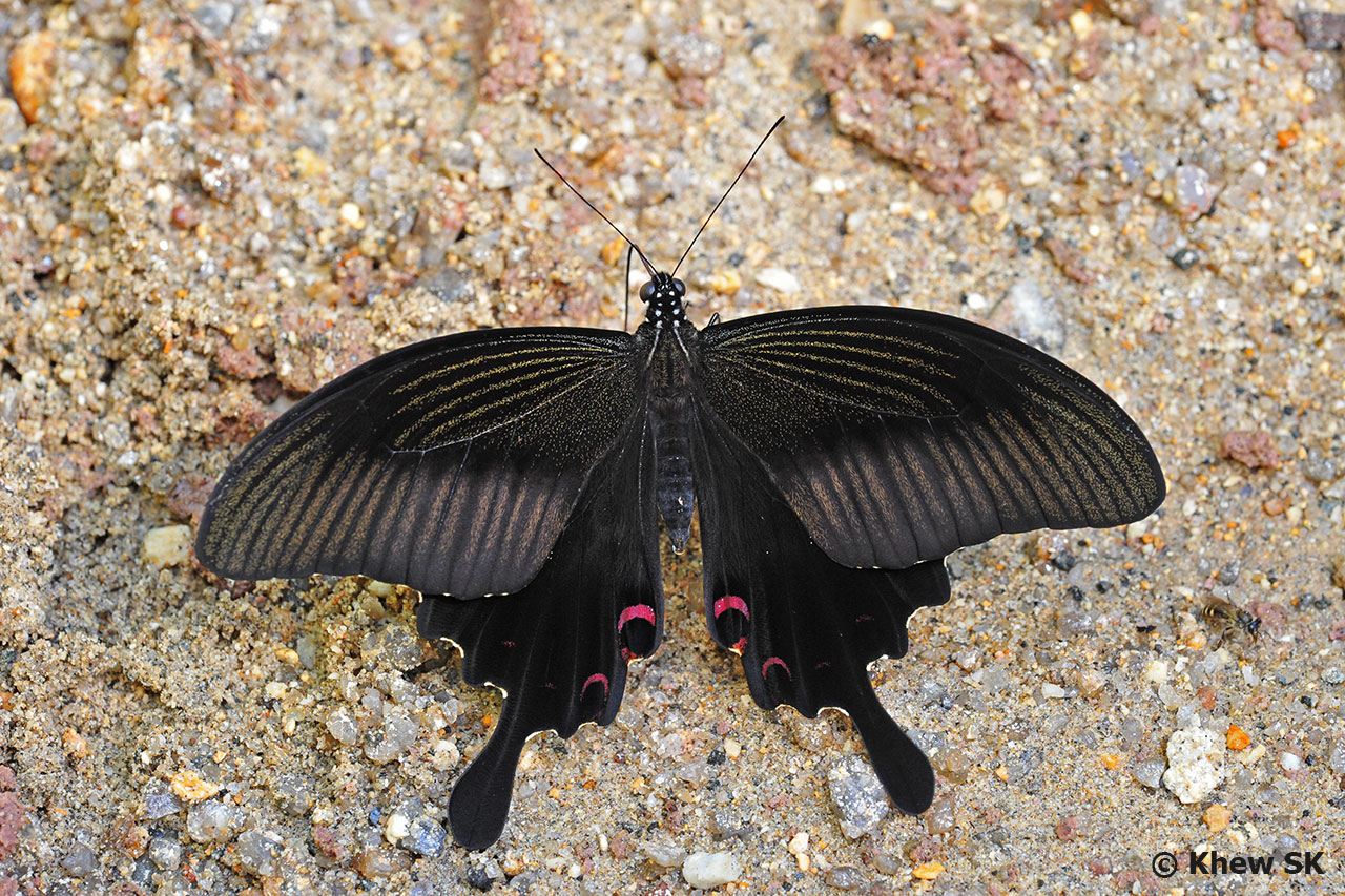Butterflies of Singapore: 09/01/2018 - 10/01/2018