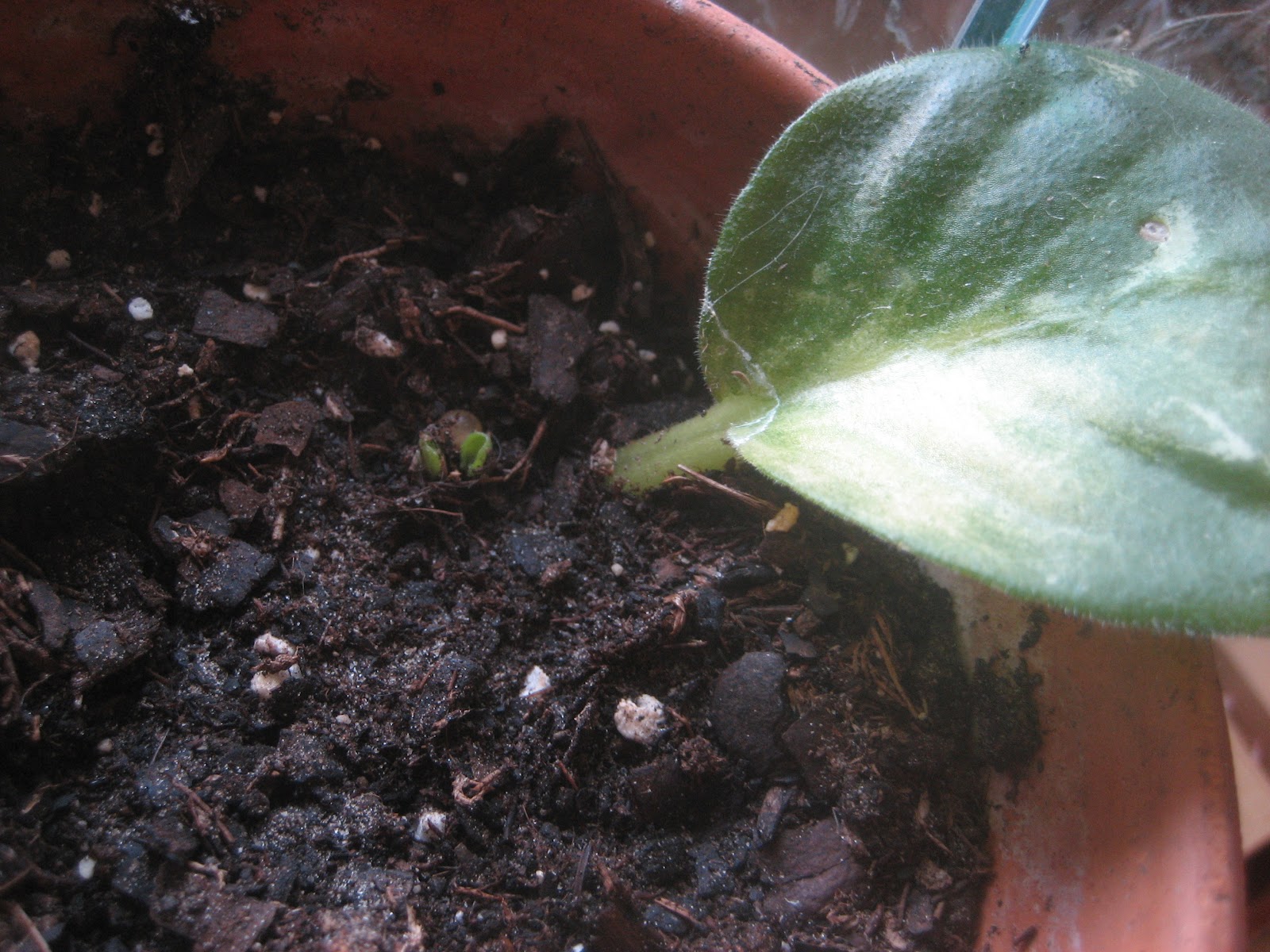 Chuck Does Art: African Violet Propagation