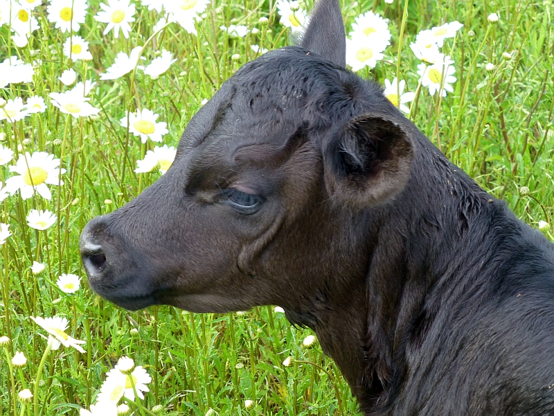 Rural Revolution: Ruby's calf
