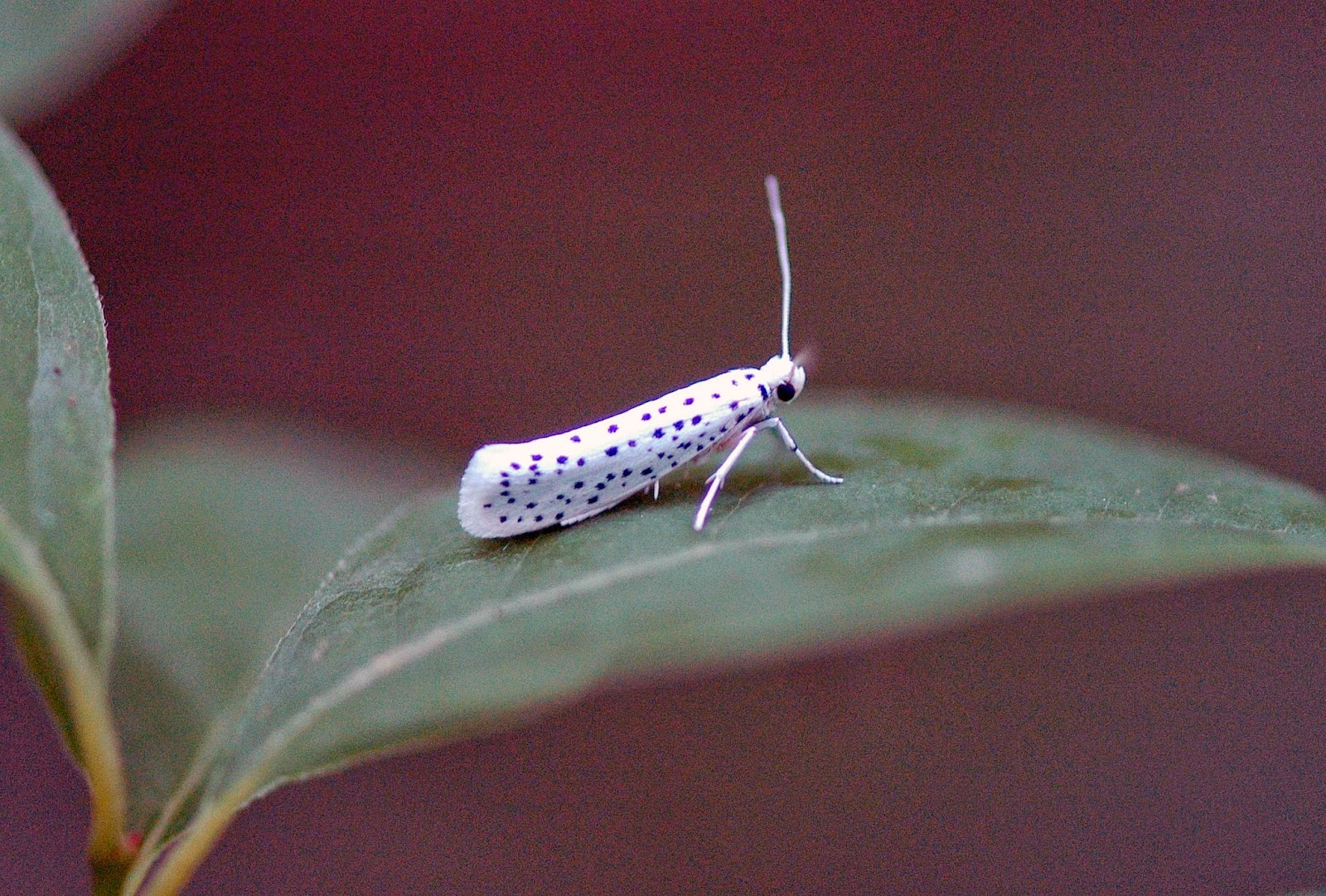 Field Biology in Southeastern Ohio: Lake Katharine State Nature Preserve