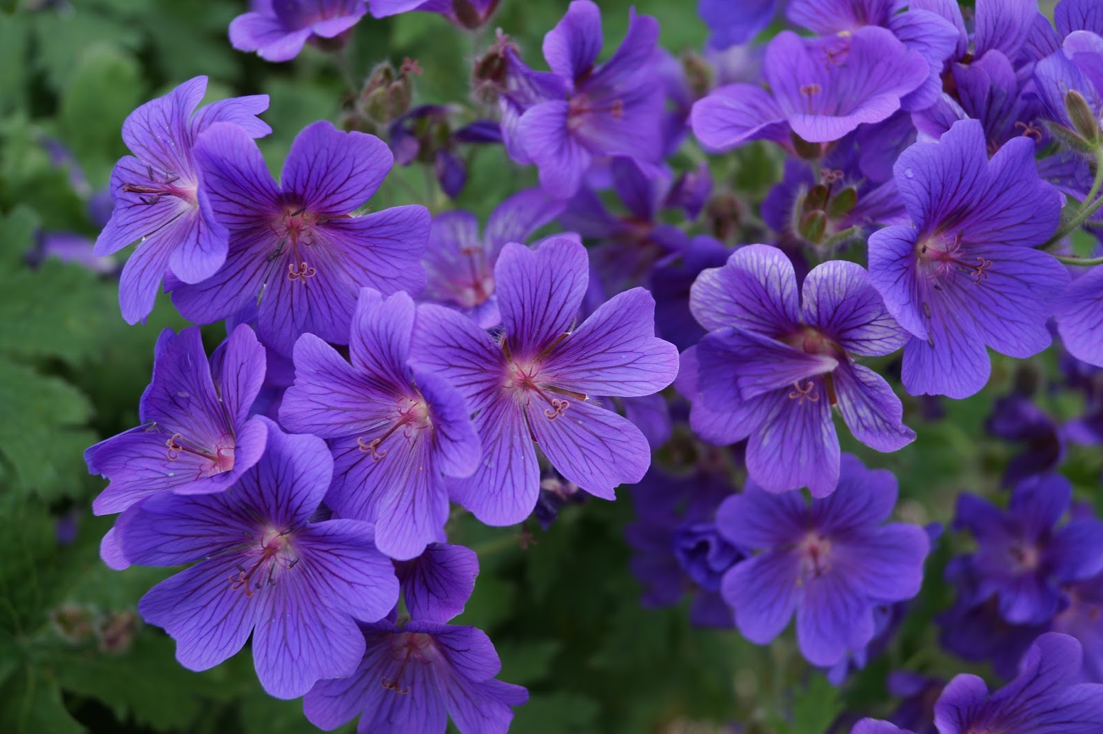 Lillians hage: Storkenebb Geranium "Johnson´s Blue" er en staselig staude
