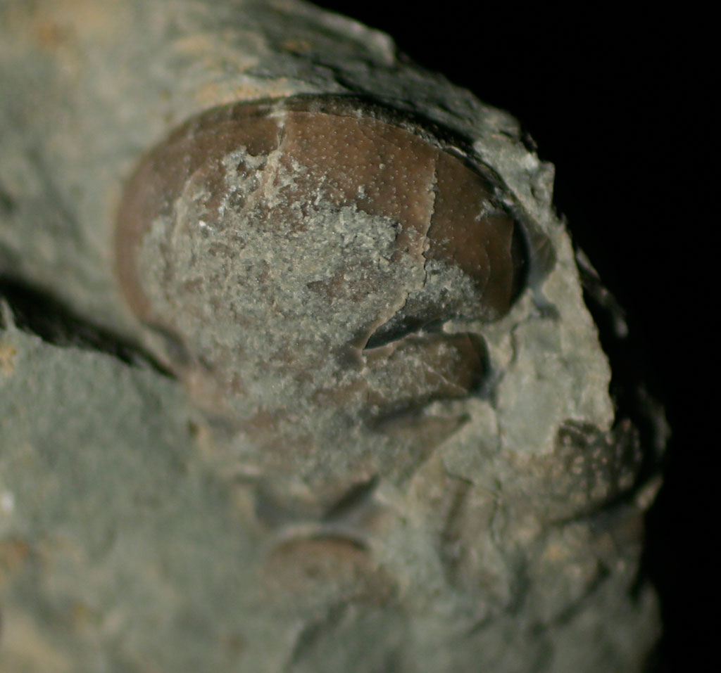 Louisville Fossils and Beyond: Cheirurus Trilobite Cephalon