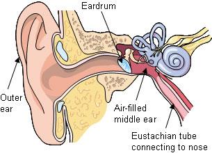 Definition and Understanding of Eardrum | Words Definition