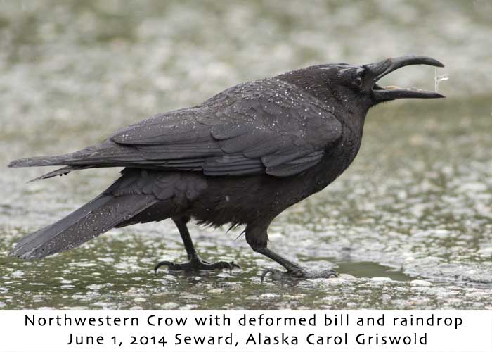 Sporadic Bird from Seward, Alaska : Sunday, June 1, 2014 Northwestern ...