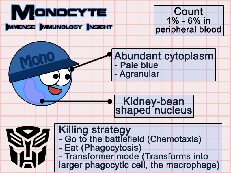 Immense Immunology Insight: Monocytes & macrophages simplified