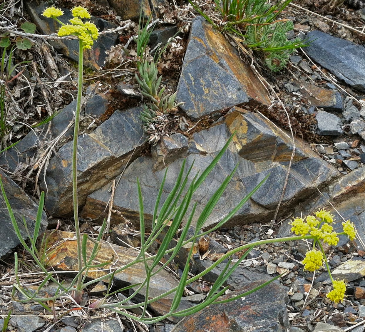 EcoRover: Springtime on Montana's High Desert: Wildflowers, Geology ...