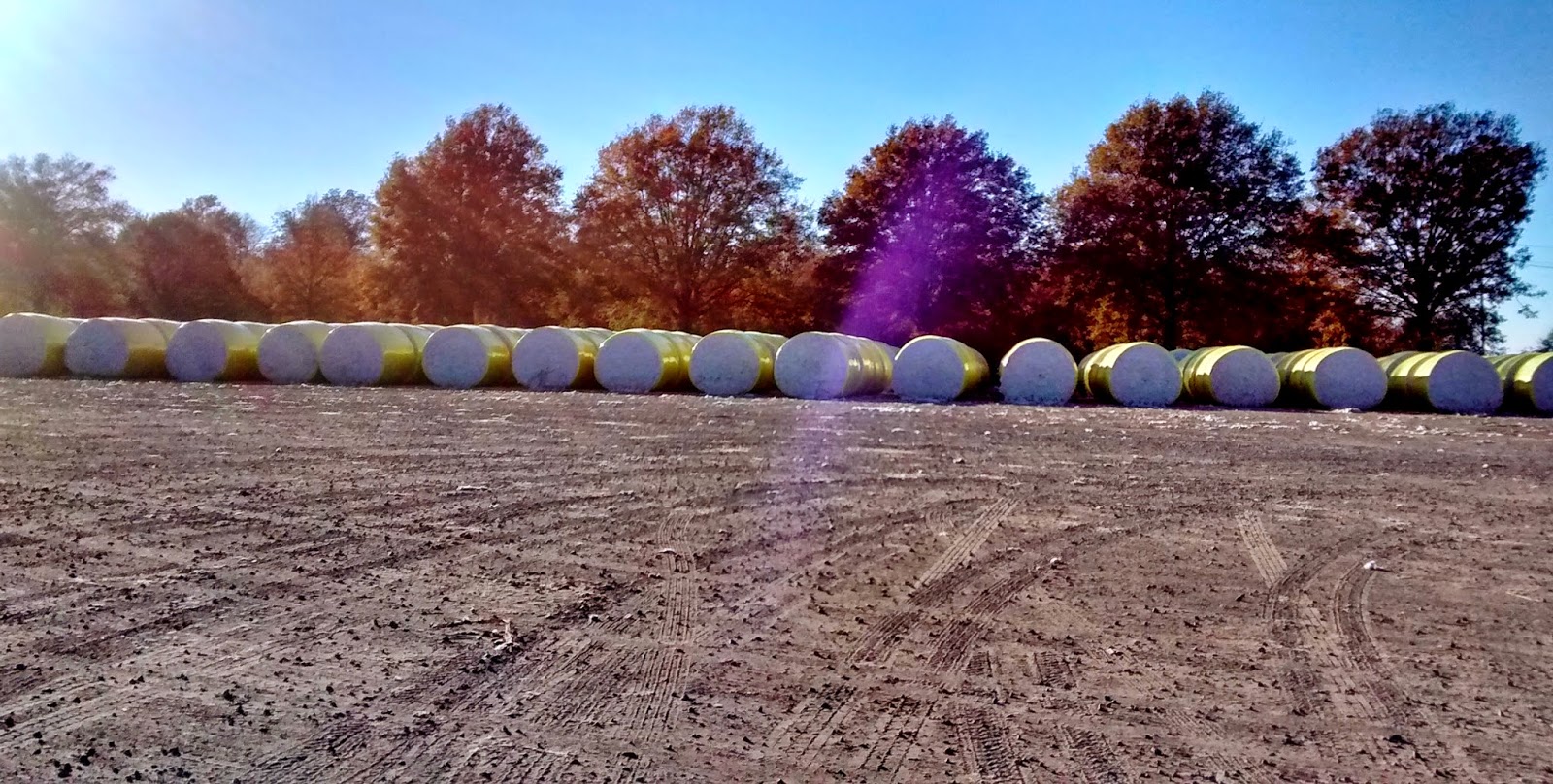 Living Rootless: Arkansas: Cotton