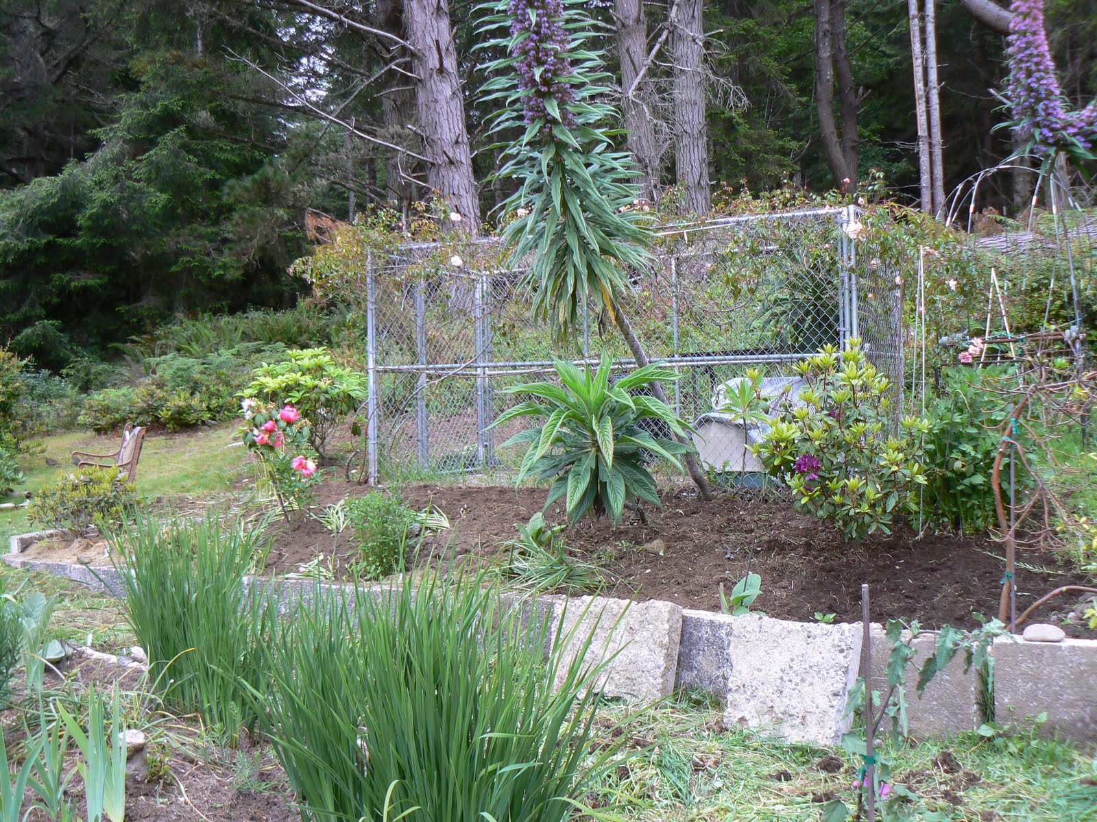 The Trinidad Garden: Tree Tanglefoot, or "Stop milking those aphids ...