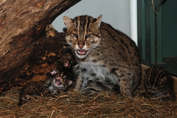White Wolf : Rare fishing cat born at Isle of Man wildlife park (Video)