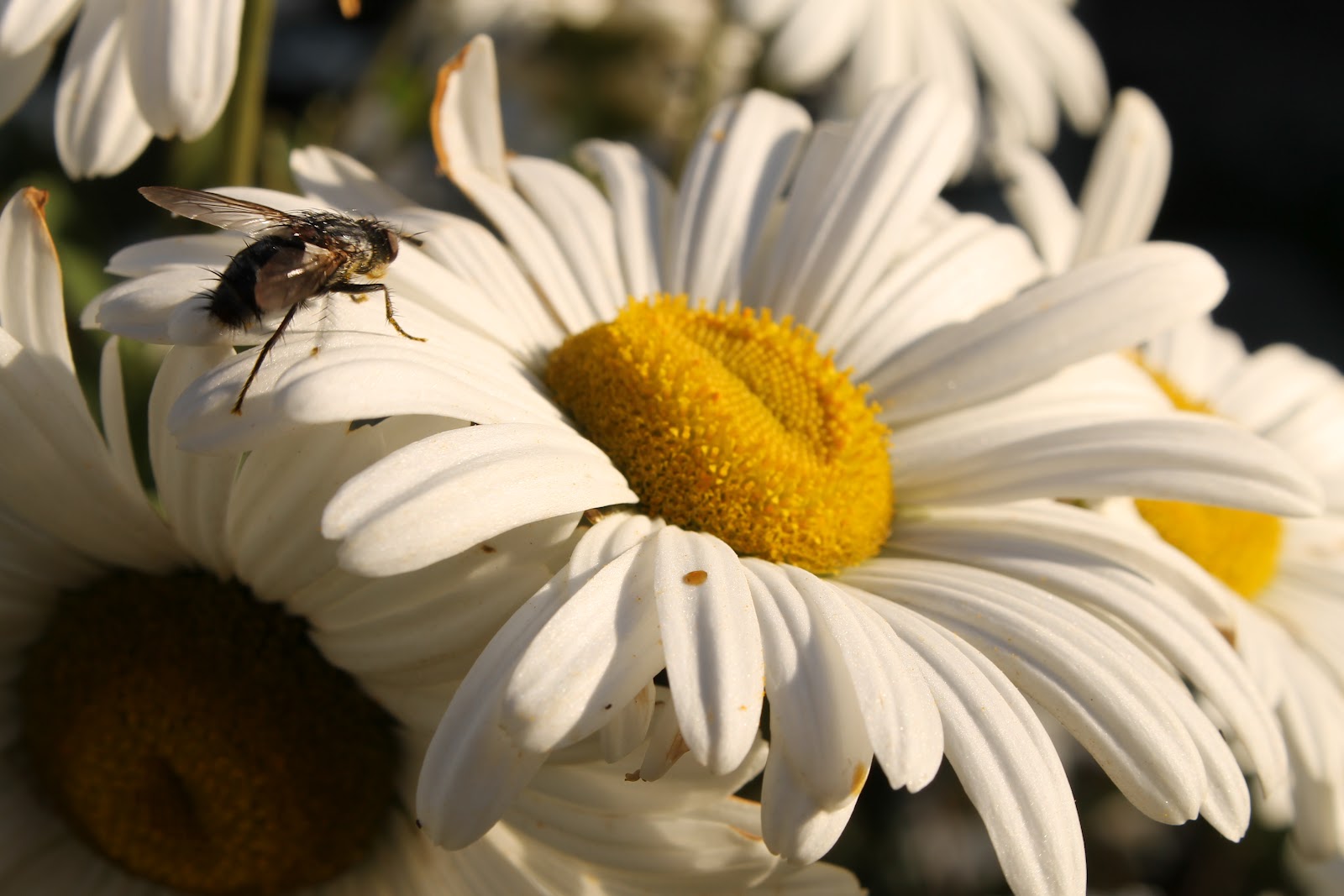 Miracle Lily Bee