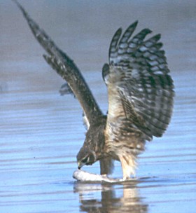 Info Bolu: INTERAKSI ANTAR KOMPONEN BIOTIK