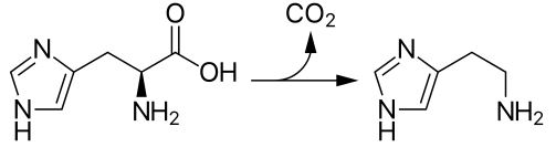Epiphany: Histidine for Allergy, but as an effective MTOR inhibitor?