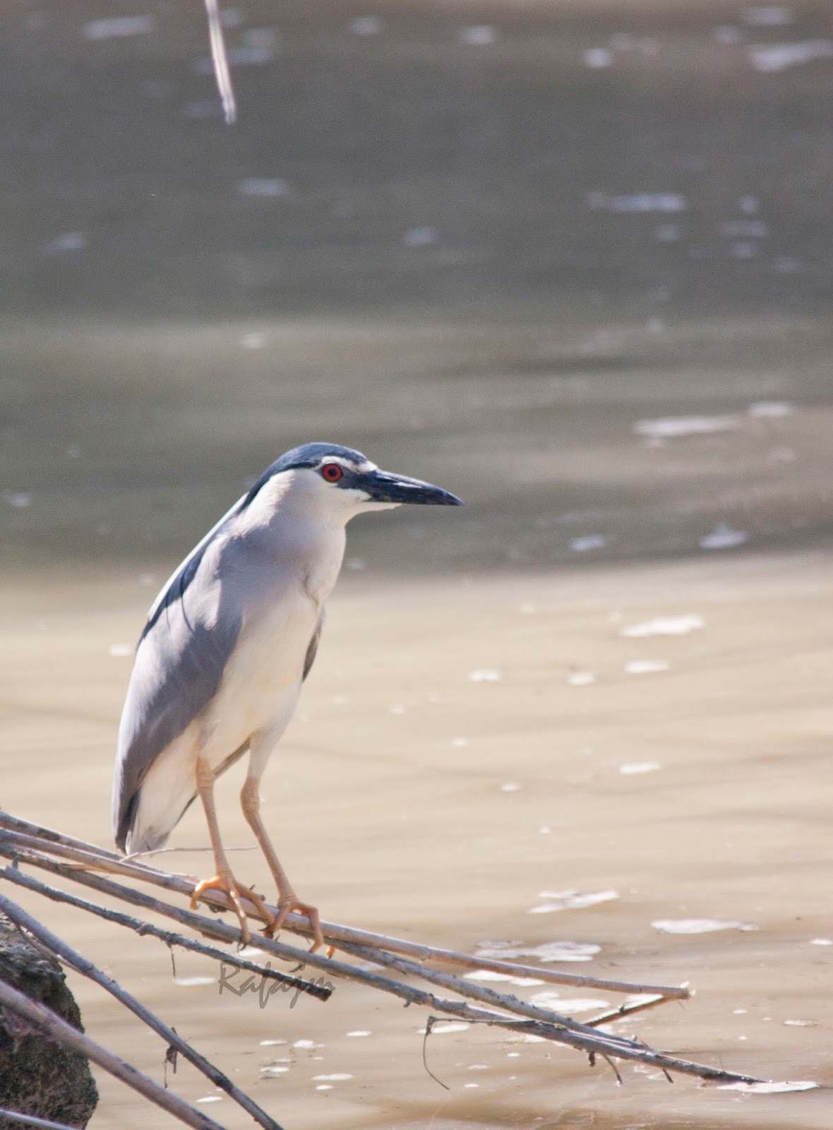 Las Alas del Guadalquivir.: Martinete Común. Nycticorax Nycticorax
