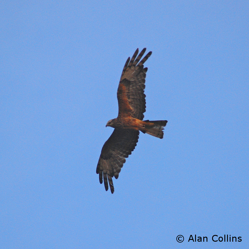 Leeuwin Current Birding: Victoria Dam: Perth's Hidden Endemic Hotspot