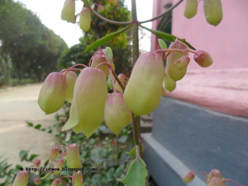 Pathor kuchi Ful(পাথর কুচি ফুল) - Kalanchoe pinnata