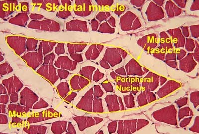 HISTOLOGY PICTURES: Muscle