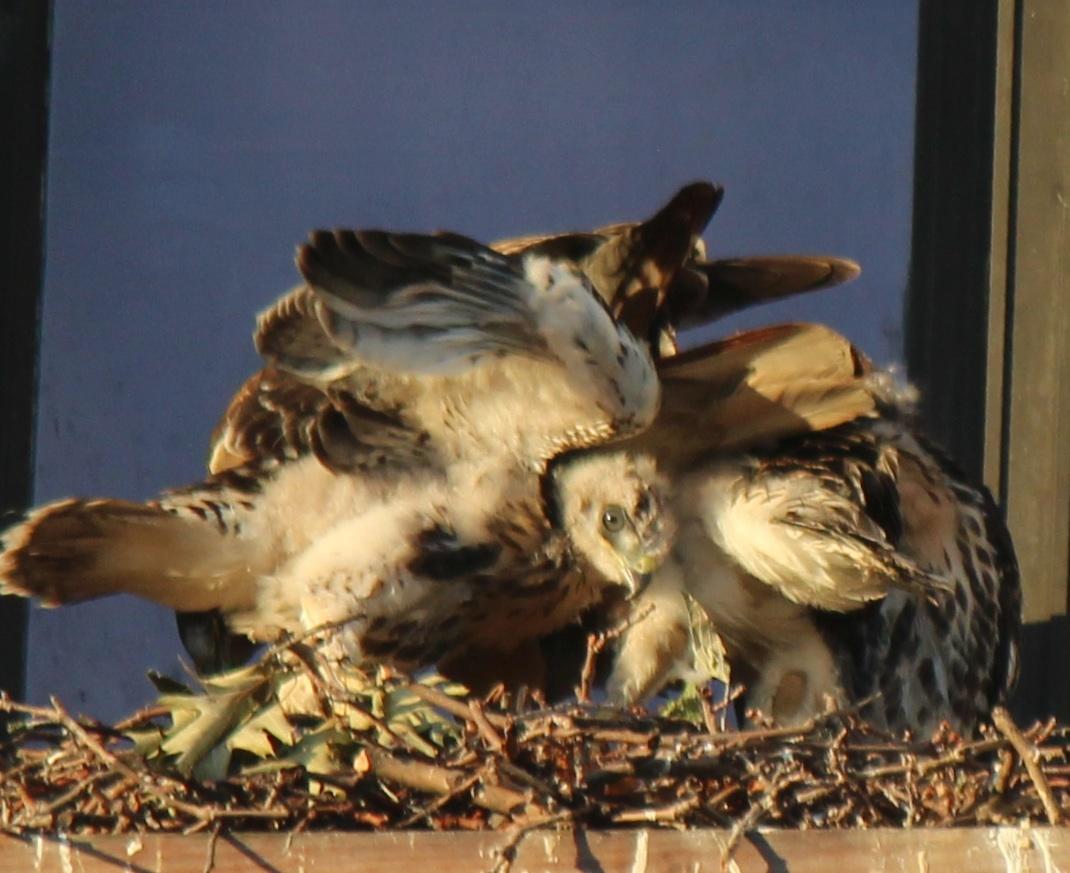 Hawkwatch at the Franklin Institute: We have at least one formel and ...