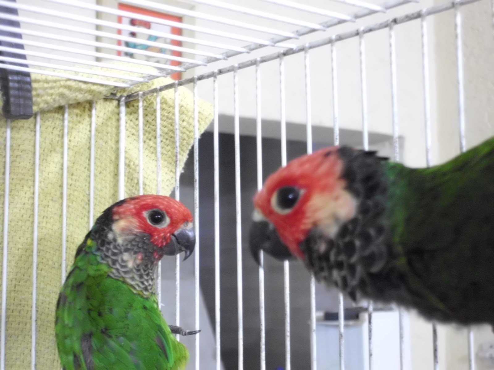 Pyrrhuras Brasil: Fotos