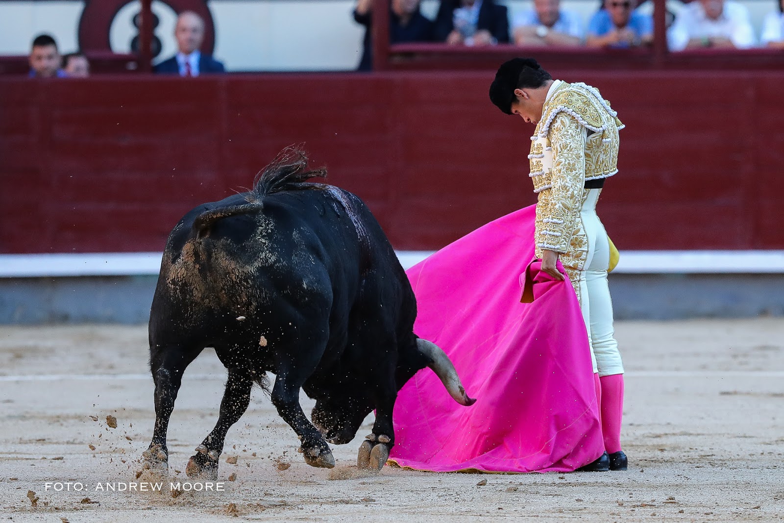 Toro, Torero y Afición: Pablo Aguado ( Andrew Moore)