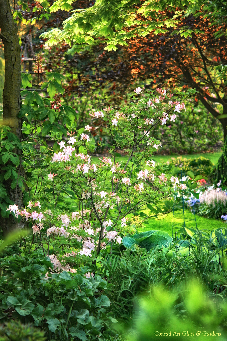 Conrad Art Glass & Gardens: Spring rapidly becomes summer....