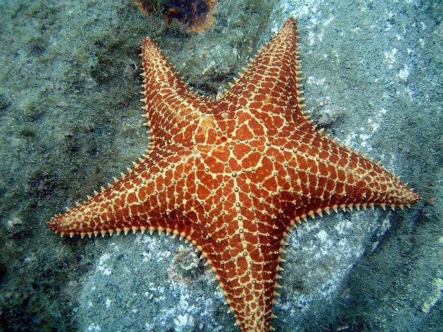 Animais: Estrala do Mar