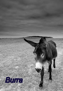 Alentejanices: A natureza é superior