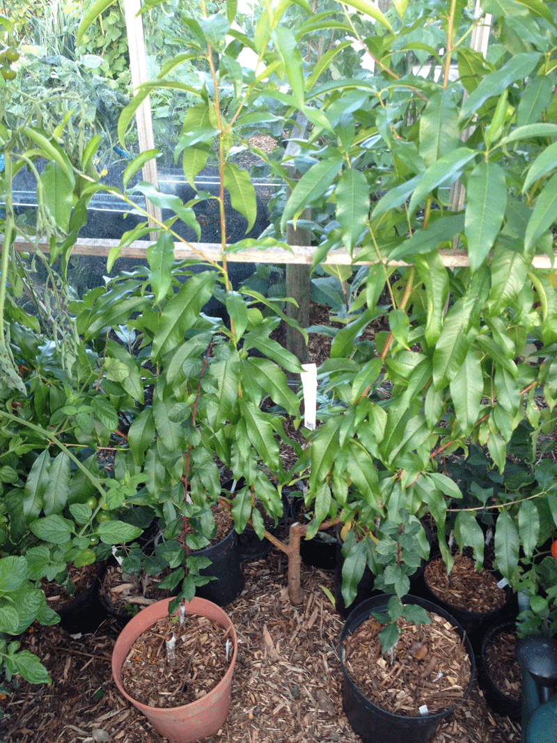 Allotment Garden: August Allotment Garden Photographs.