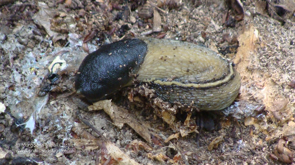 Snails and Slugs from Romania: Limax (Limax) cinereoniger