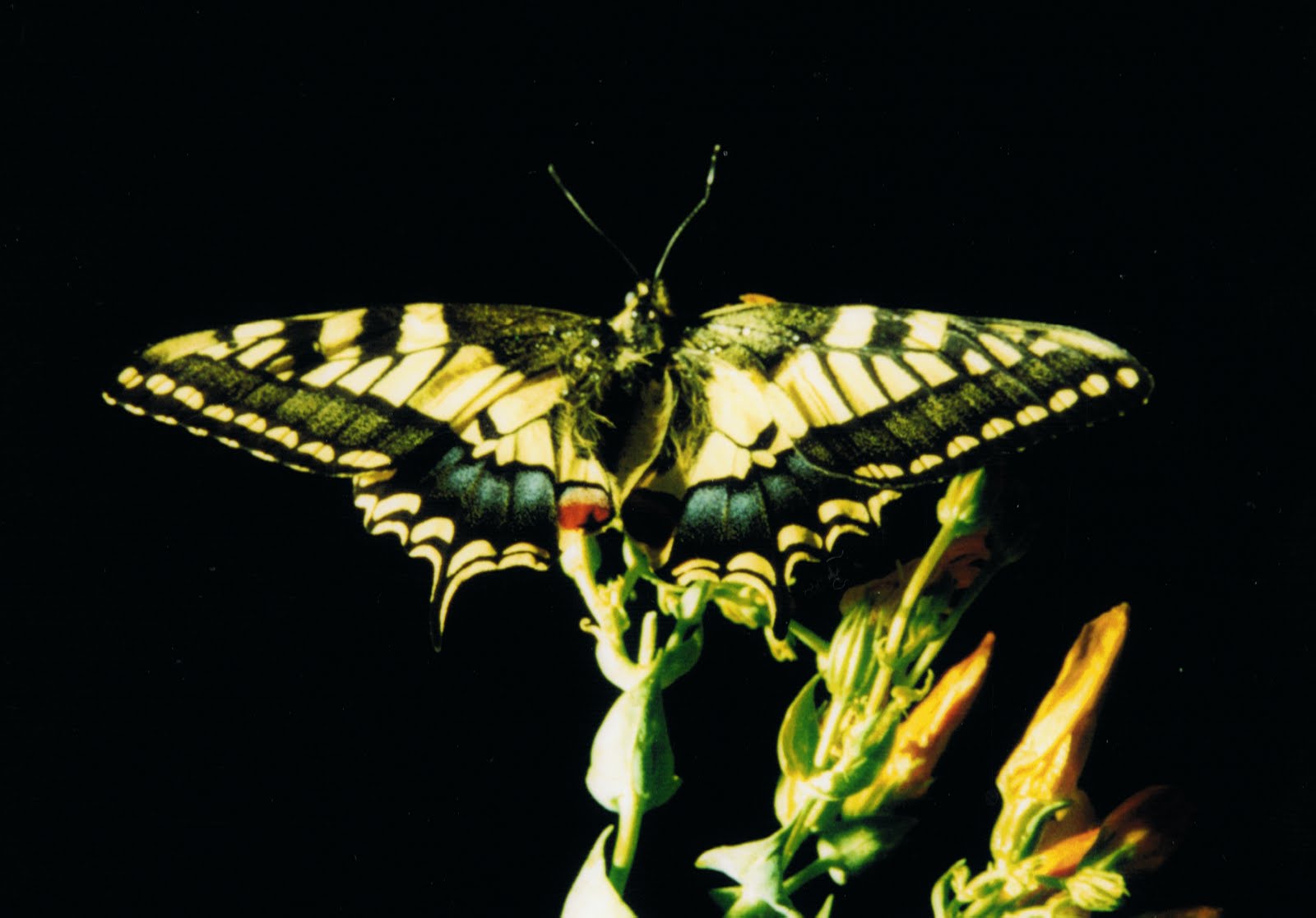 paleogeo: Una gran mariposa.