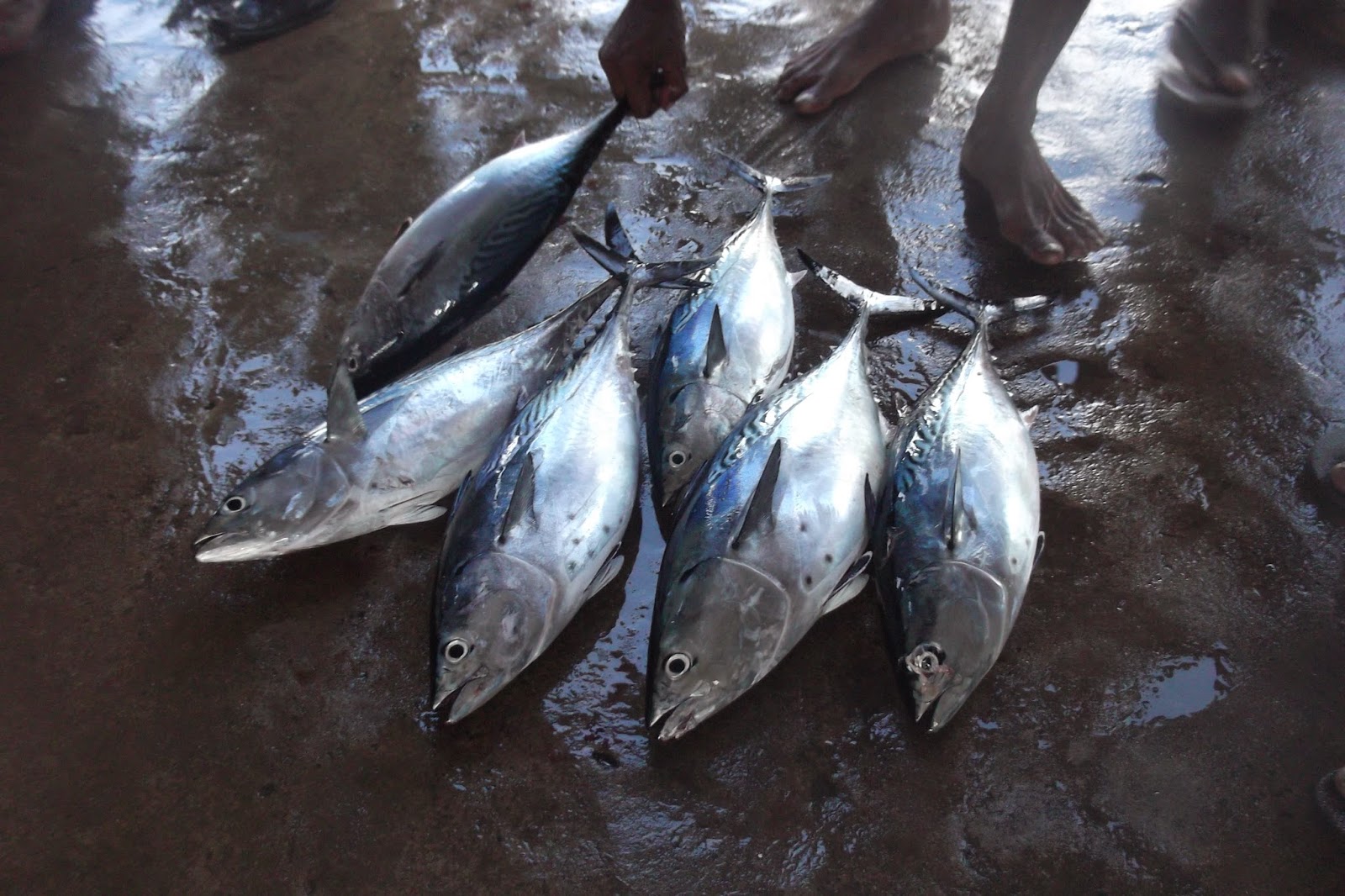 NEGOMBO SEAFOODS: ATAWALLA