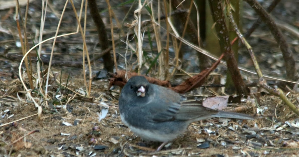 Here and There: Day 79 - 20th March 2018 - Junco, Red Breasted Nuthatch ...
