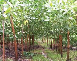 Karakteristik Pohon Acacia Mangium | sawntimber-akasia.com | PT ...