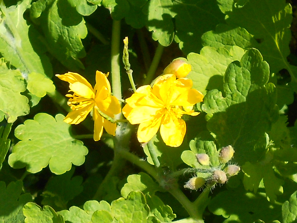 Tony's Blog: Greater Celandine