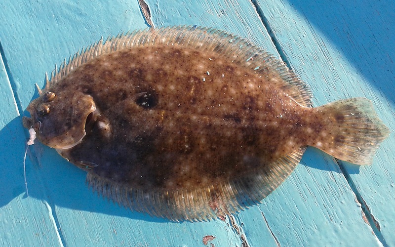 AKU SUKA MEMANCING: ENAKNYA IKAN SEBELAH