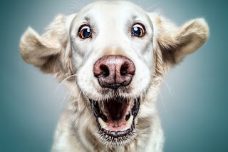 Are Dogs Halal? : Dogs in the Hadith of the Prophet Muhammad