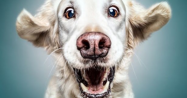 Are Dogs Halal? : Dogs in the Hadith of the Prophet Muhammad