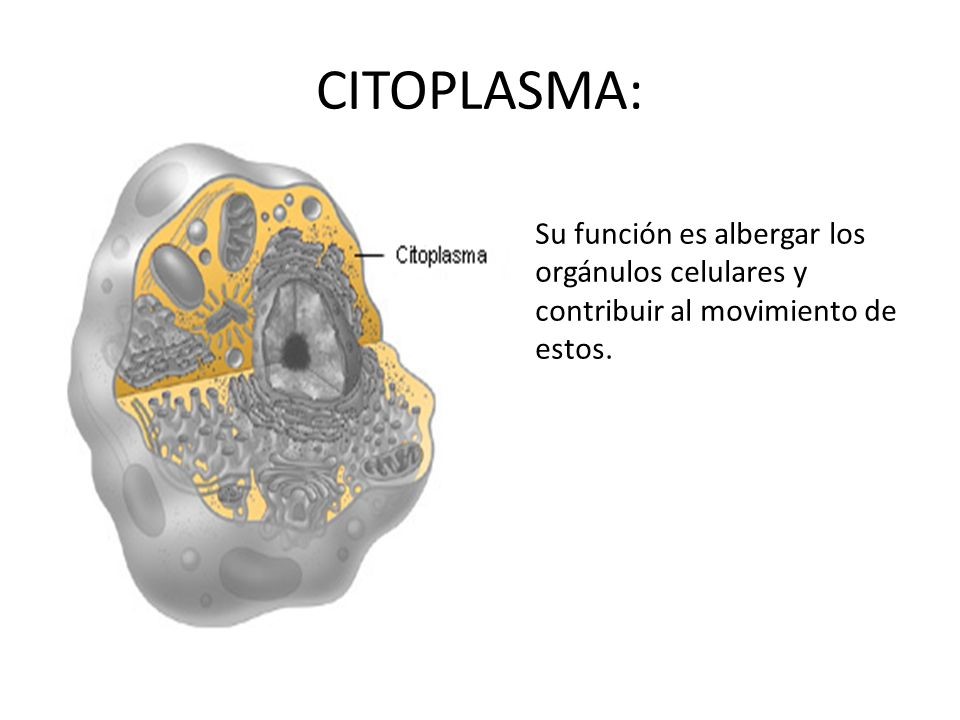 Fundamentos de Biología Celular