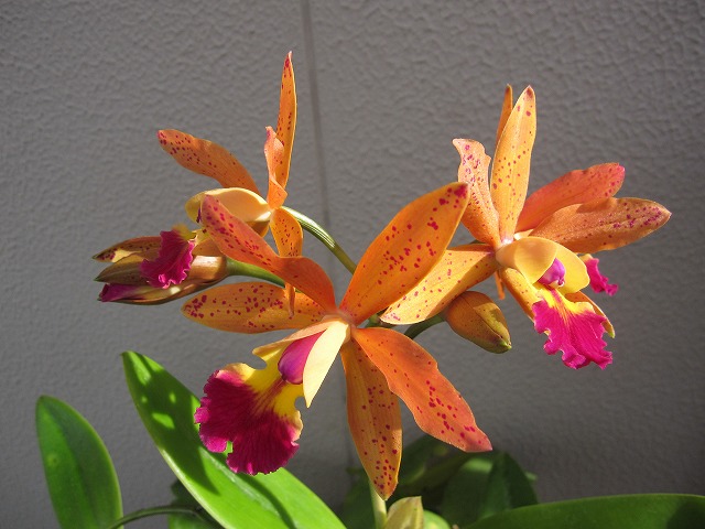 Cattleya Tropical Pointer "Galaxy"