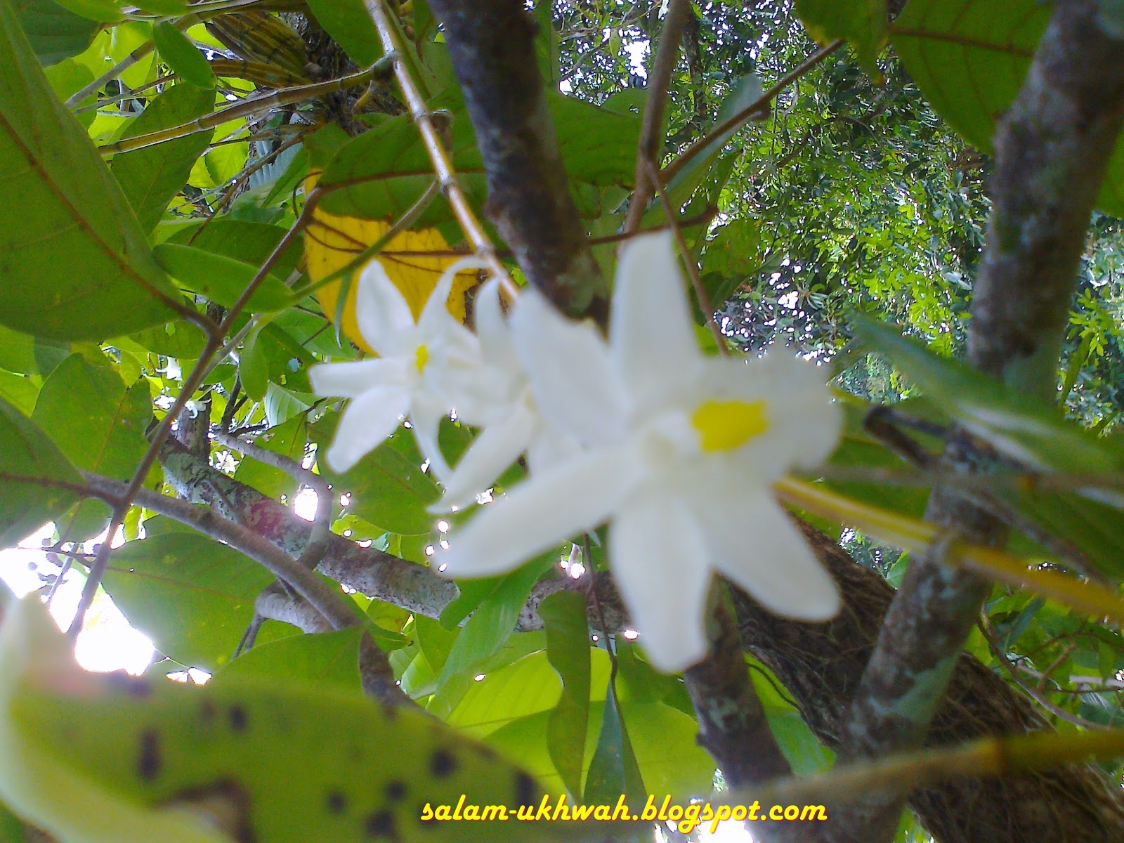 SM:Gambar Bunga Orkid Putih Tumbuh Liar | salamuhafie