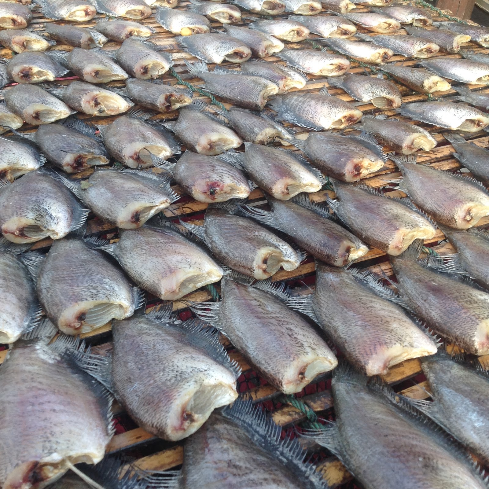 รวมกัน 102+ ภาพพื้นหลัง รูปปลาสลิด ครบถ้วน