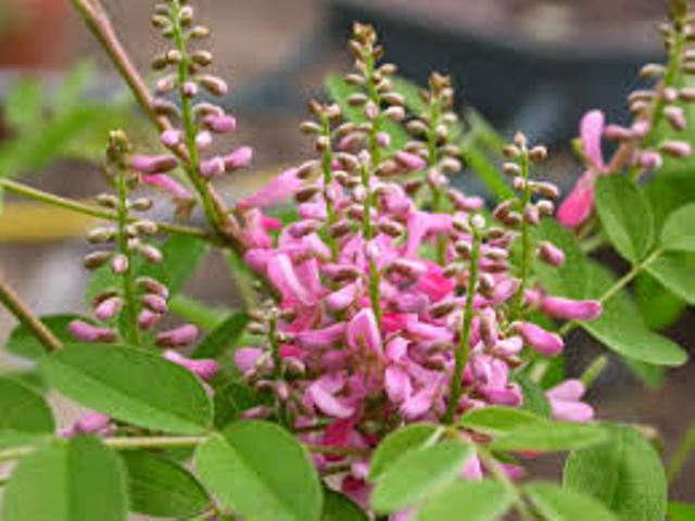 ECOHERBS .....: Avuri Neeli [Indigofera Linctoria]