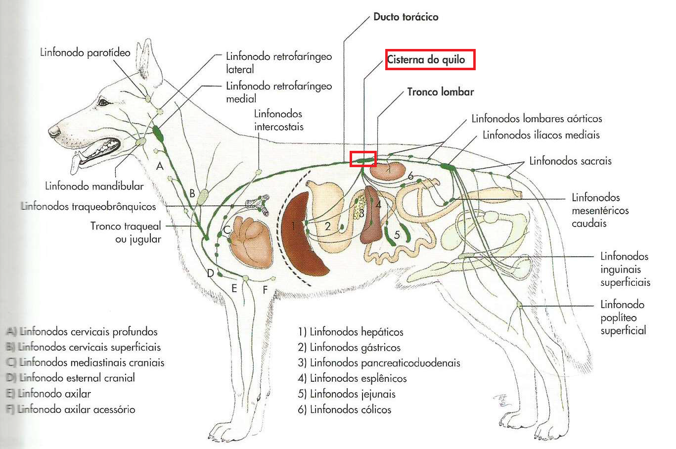 Diário de Uma Estudante de Medicina Veterinária 2° semestre - Corpo ...