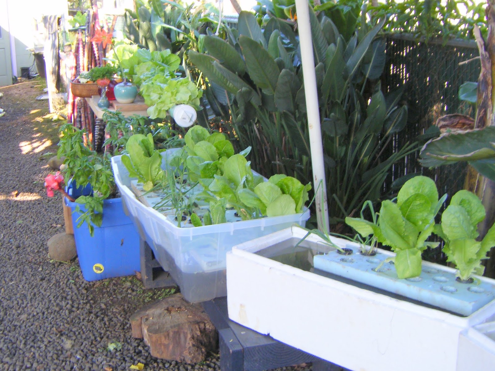 Patrick: Aquaponics farmers market