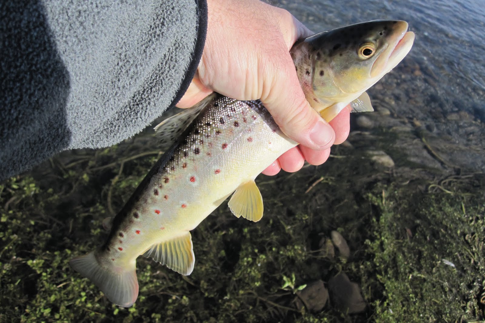 Feathers and Fur: Utah Trout Fishing