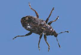 MVCC Turf Care Reports