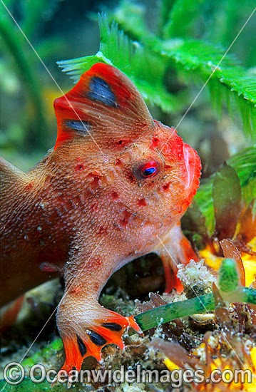Marine Ecosystems in Tasmania