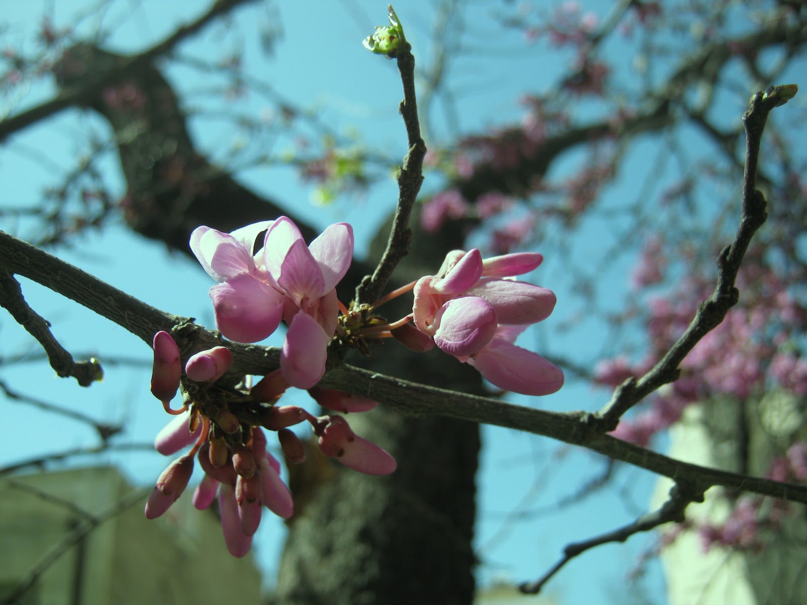 CUT and DRY : Spring Glow