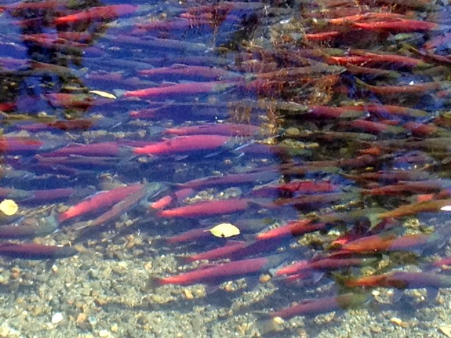 A Mystery Writer's Notes From Tahoe: The Kokanee Are Running!